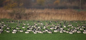 Gæs – Naturblokken