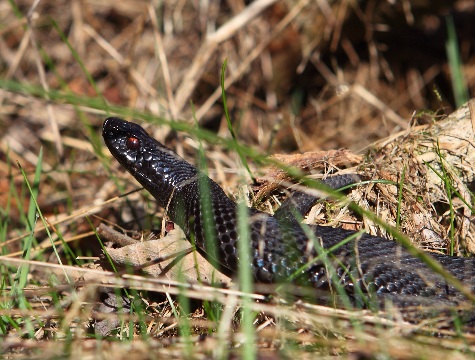 Hugorm eller Snog ? – Naturblokken