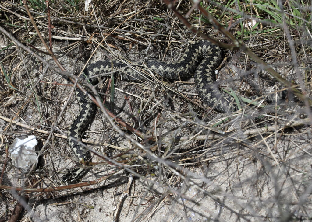 Hugorm eller Snog ? – Naturblokken