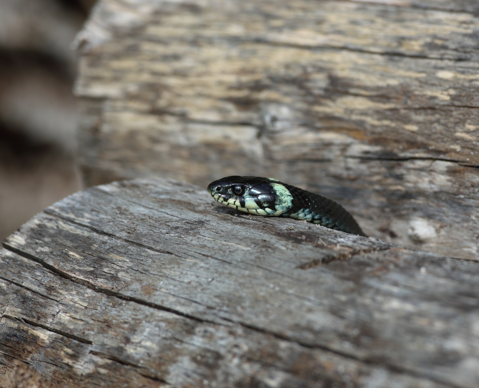 Hugorm eller Snog ? – Naturblokken