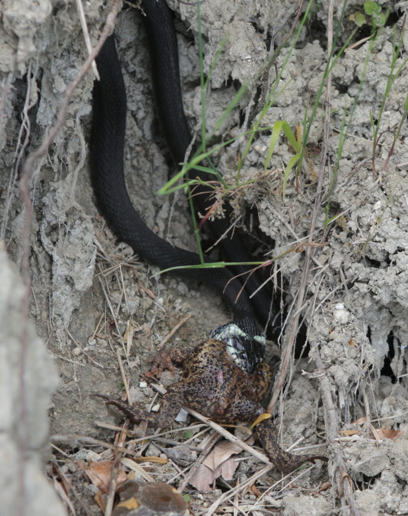 Hugorm eller Snog ? – Naturblokken