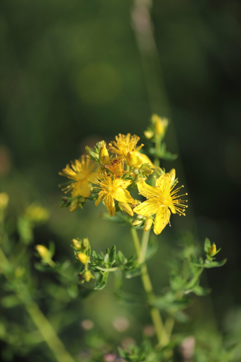 Prikbladet perikon, Kryddersnaps – Naturblokken