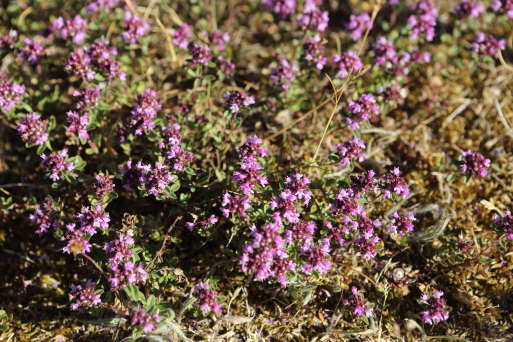Vild timian – Naturblokken