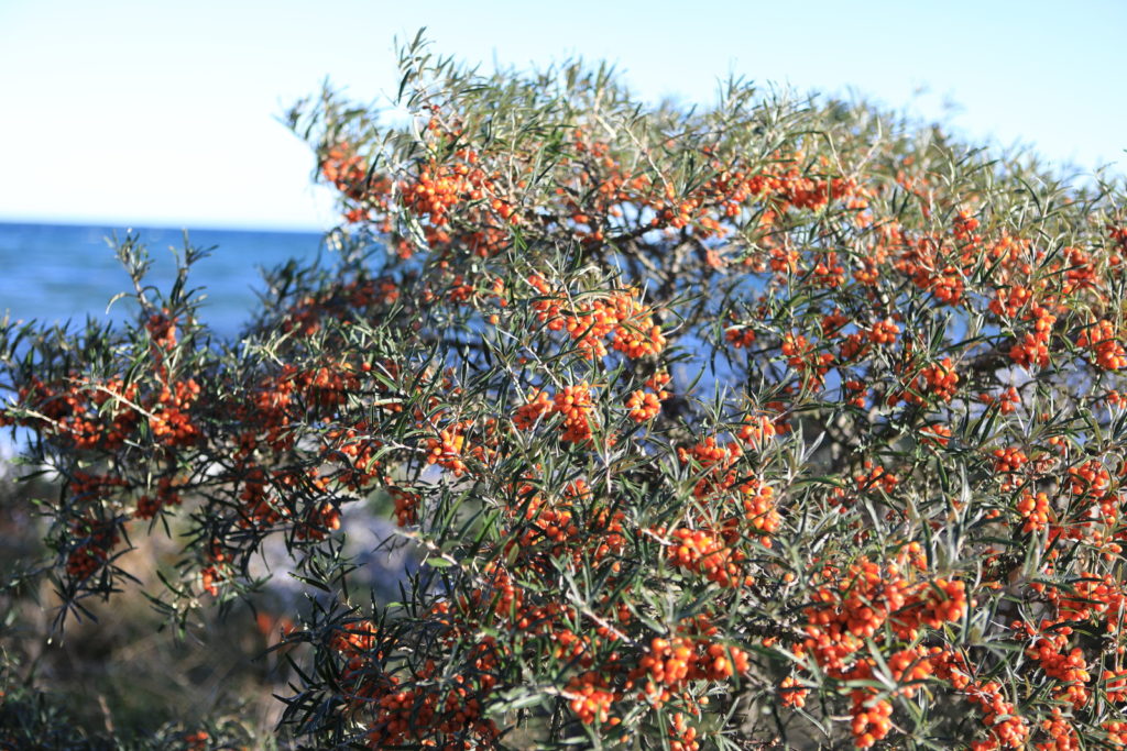 Havtorn Nordens C vitaminbombe – Naturblokken