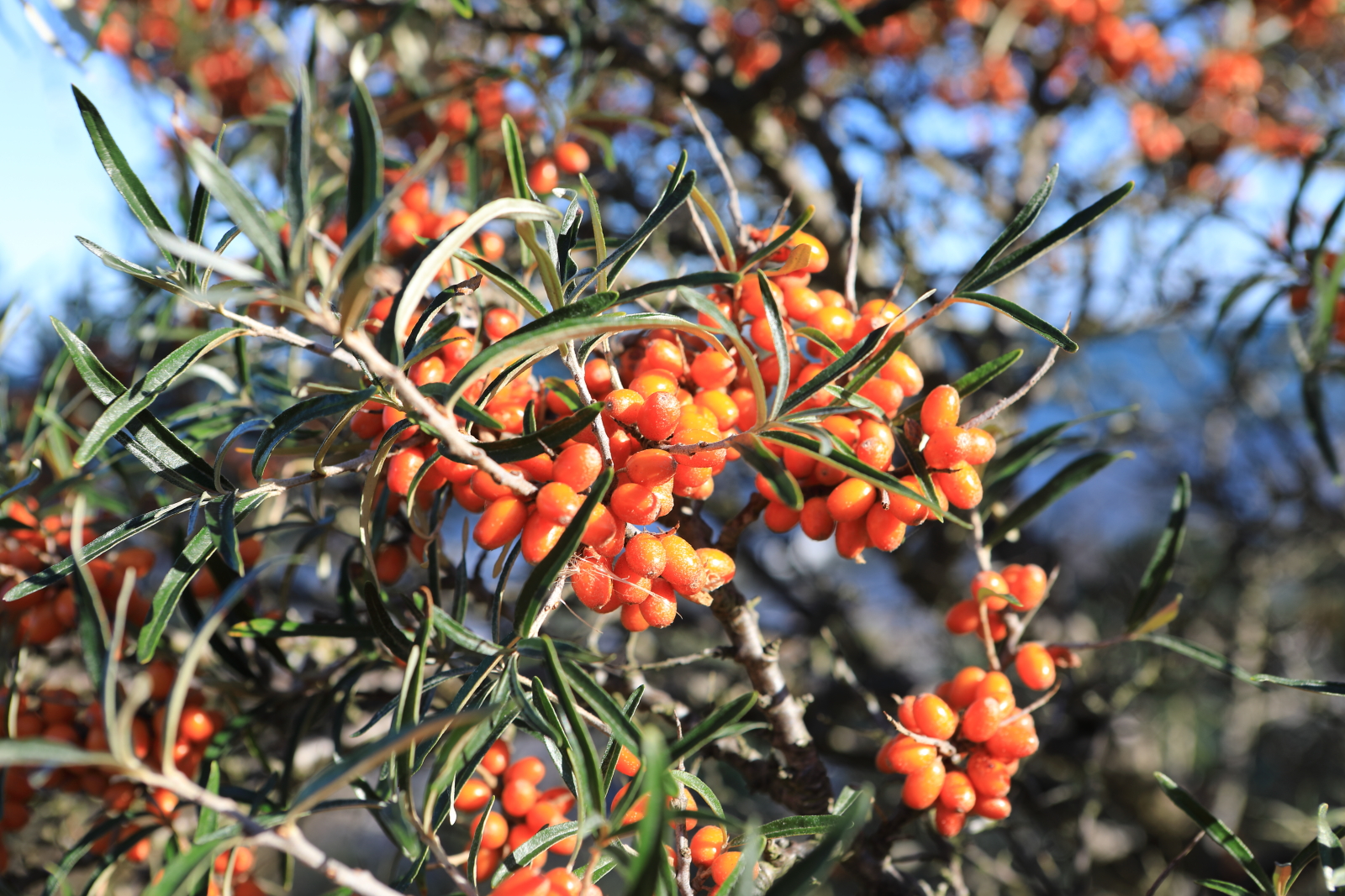 Havtorn Nordens C vitaminbombe – Naturblokken