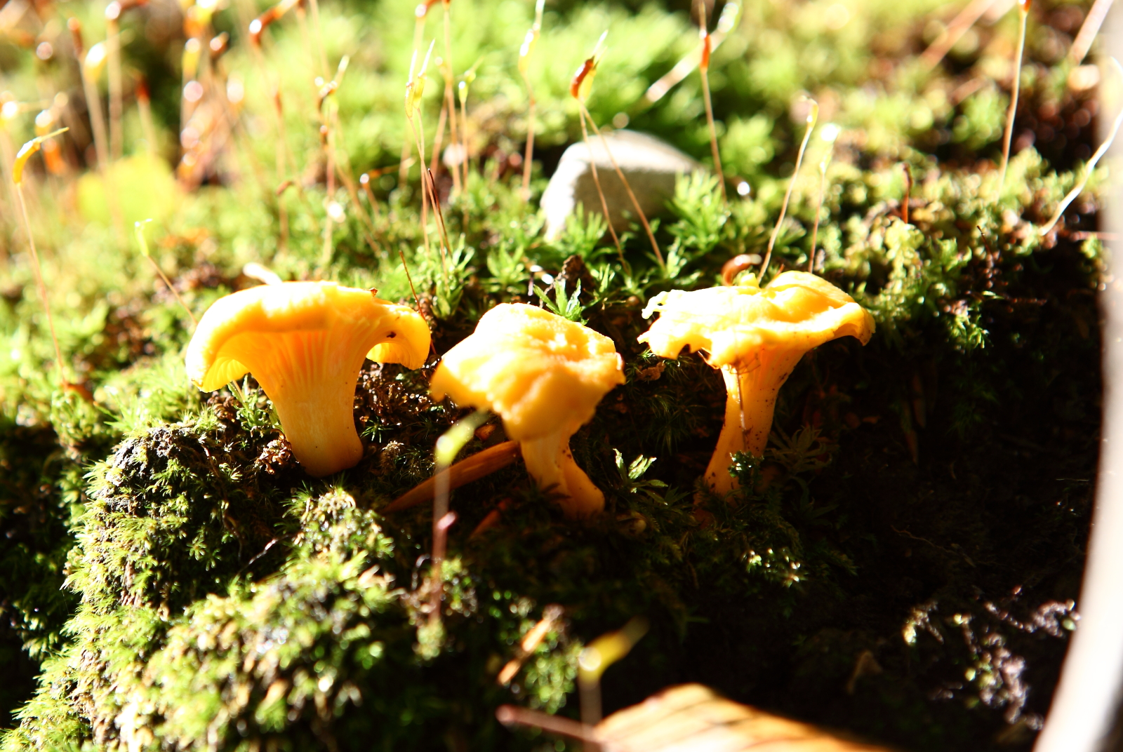 Kantarel, Skovens guld – Naturblokken