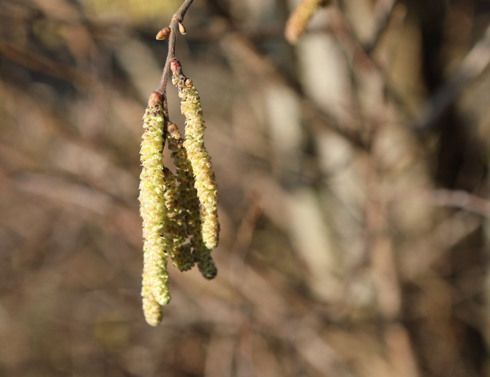 Hassel – Naturblokken
