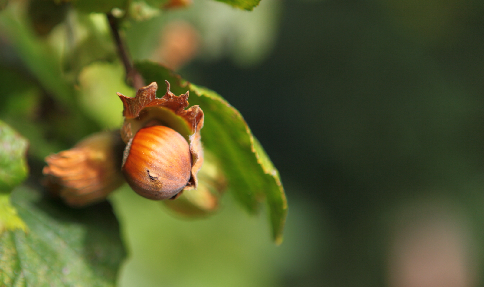 Hassel – Naturblokken