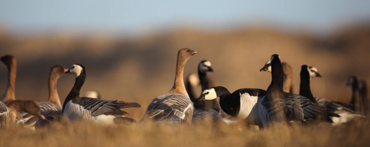 Gæs – Naturblokken