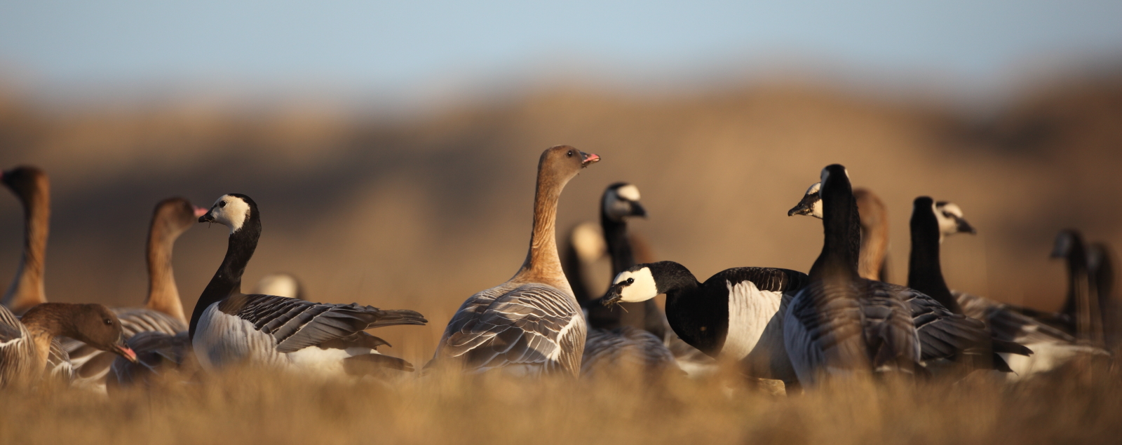 Gæs – Naturblokken