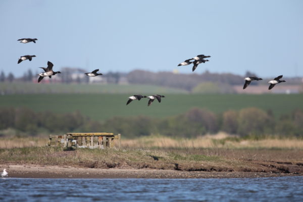 Gæs – Naturblokken