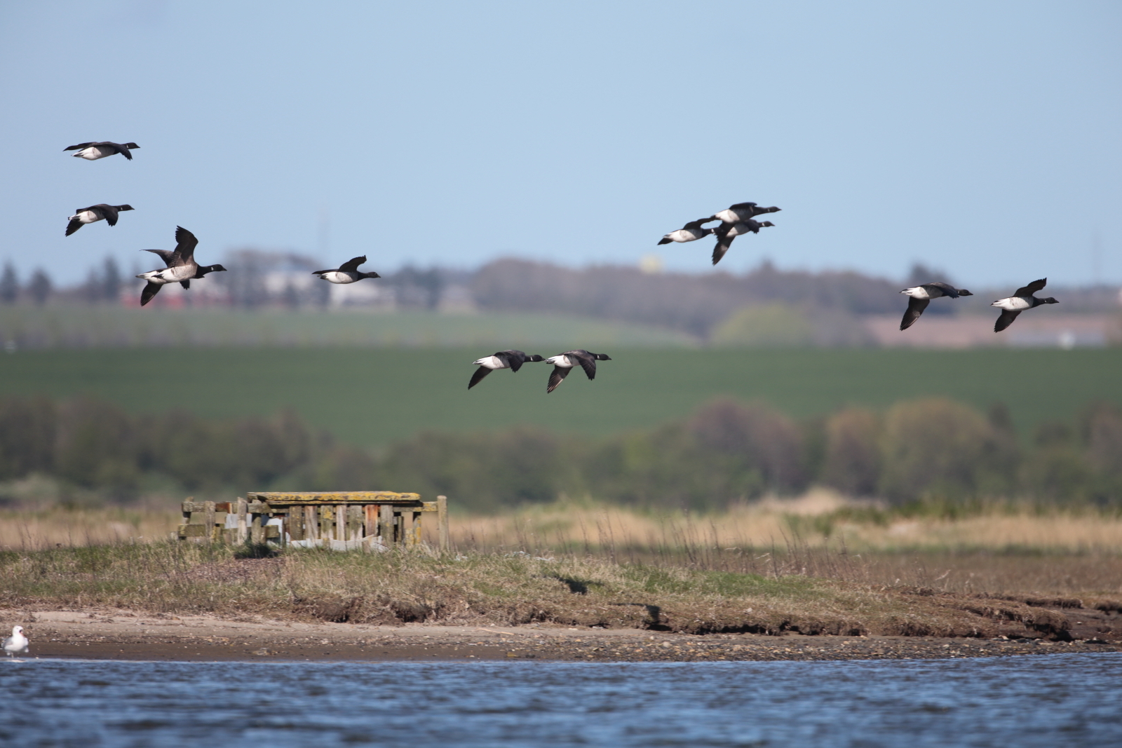 Gæs – Naturblokken