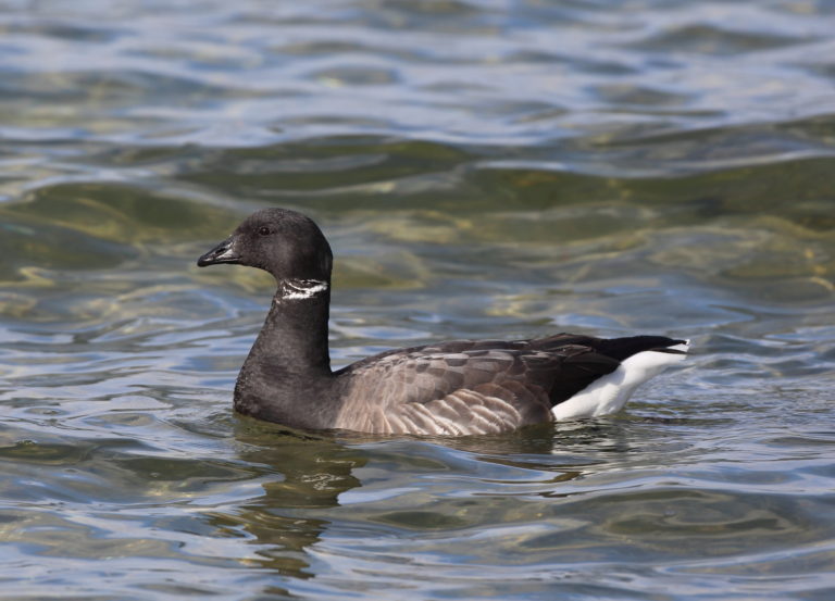 Gæs – Naturblokken