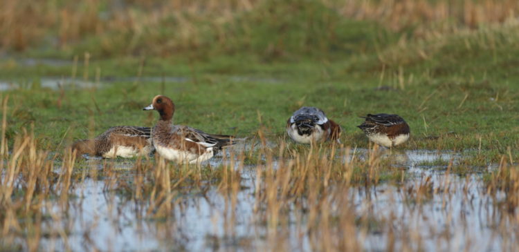 Brunnakke (Pibeand) – Naturblokken