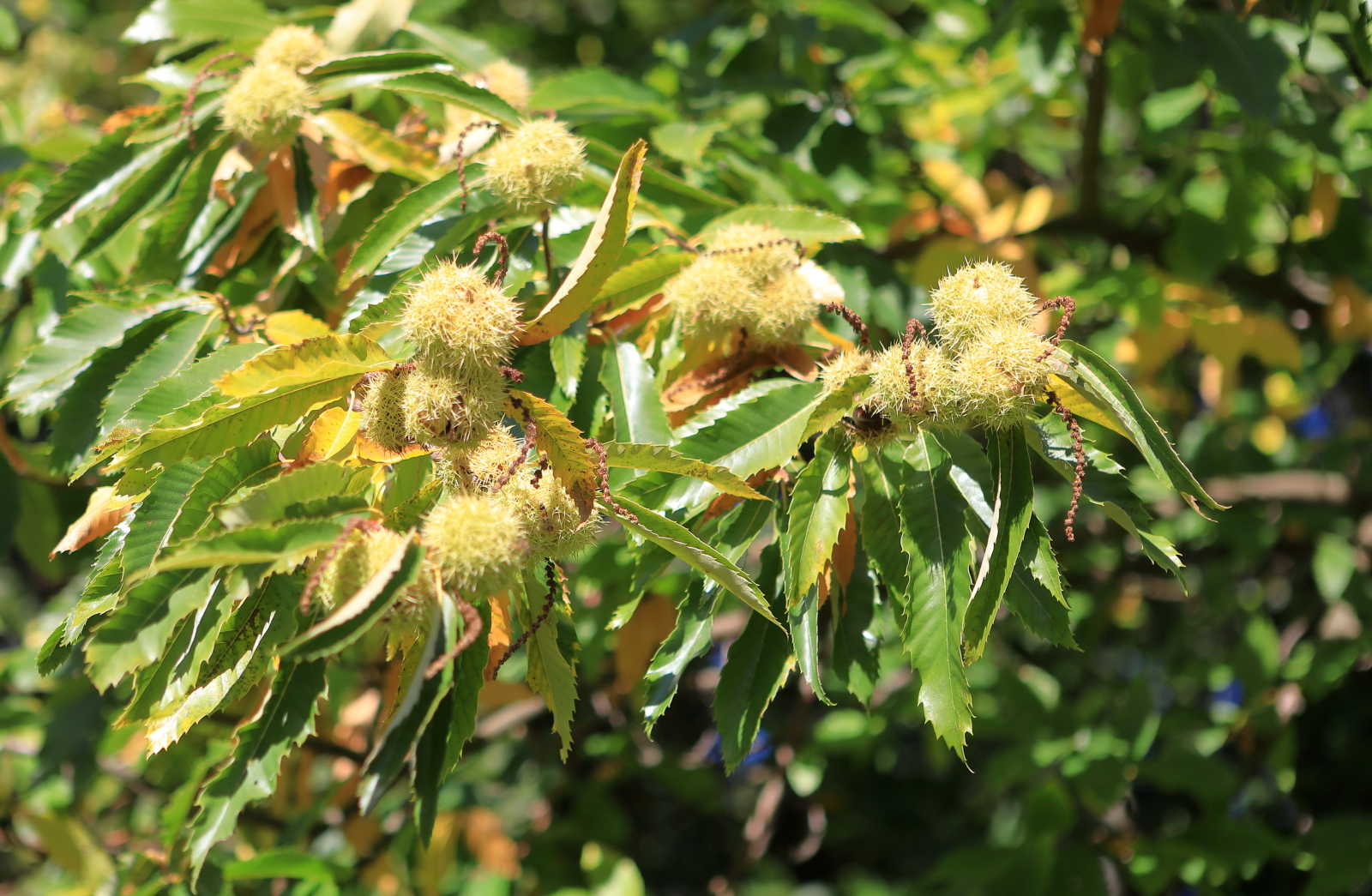 Spise kastanje – Naturblokken