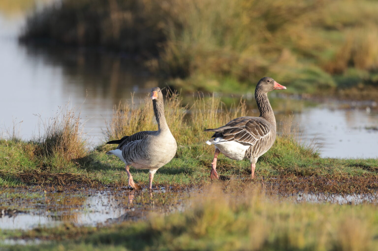 Gæs – Naturblokken