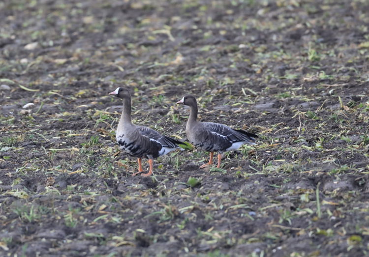 Gæs – Naturblokken