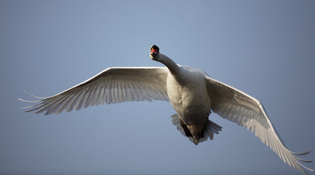 Svaner – Naturblokken