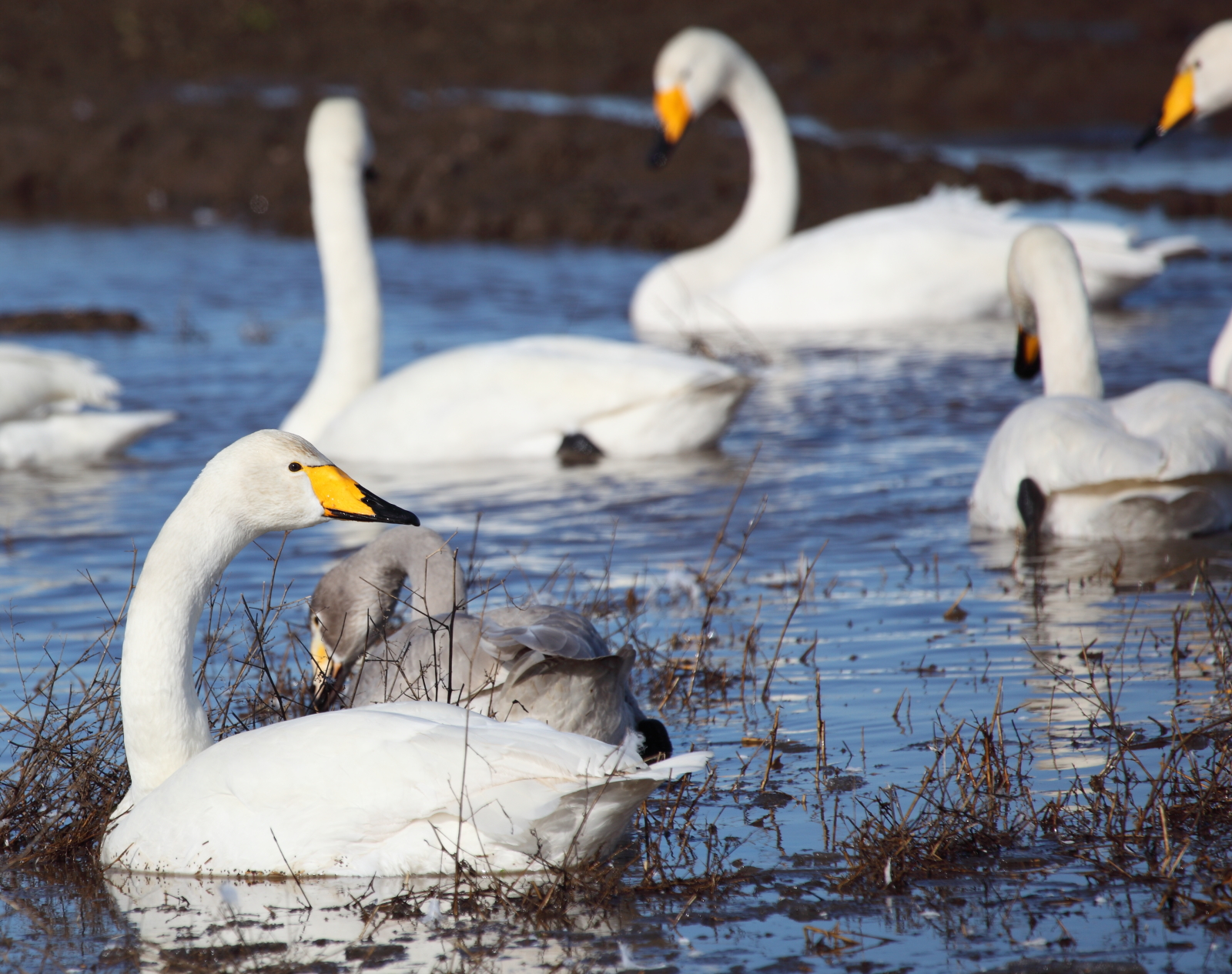 Svaner – Naturblokken