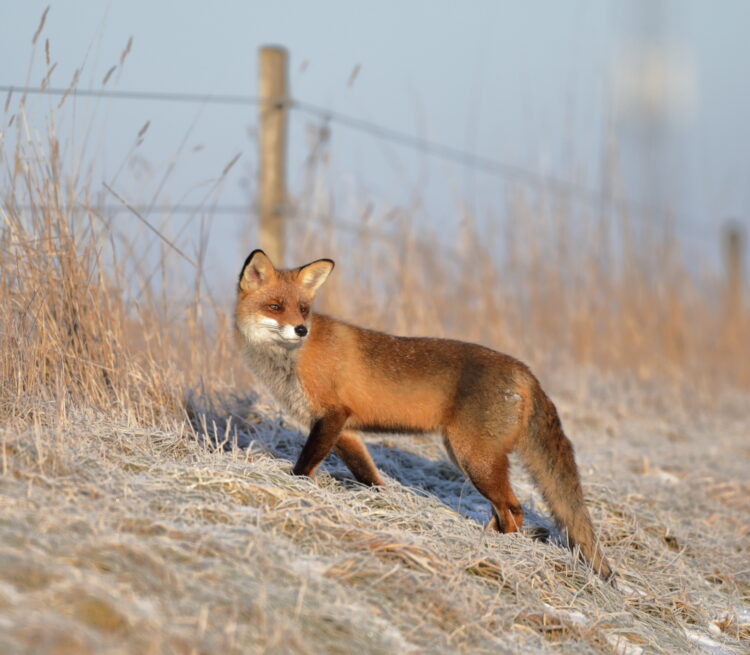 Regulering af ræv – Naturblokken
