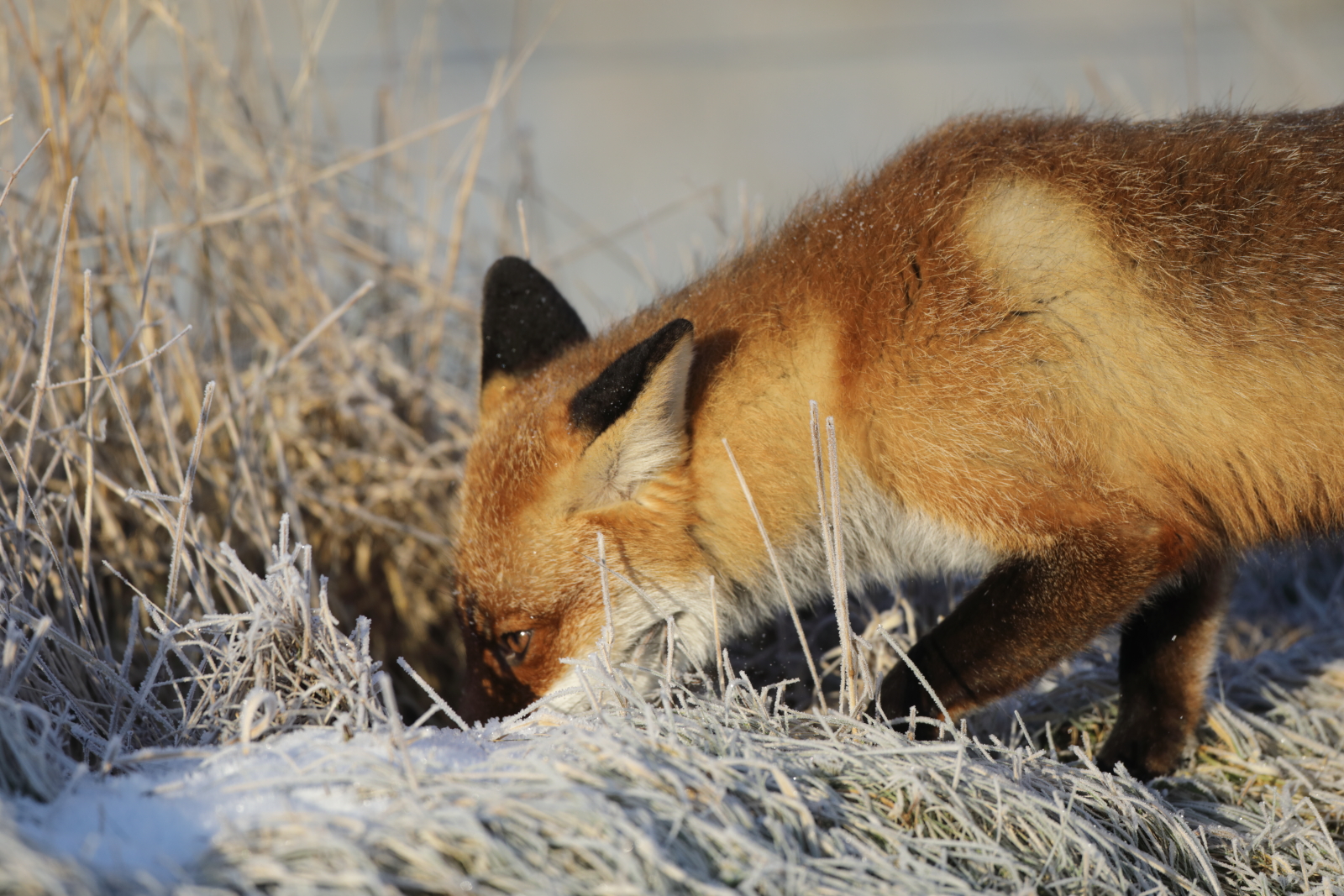 Regulering af ræv – Naturblokken