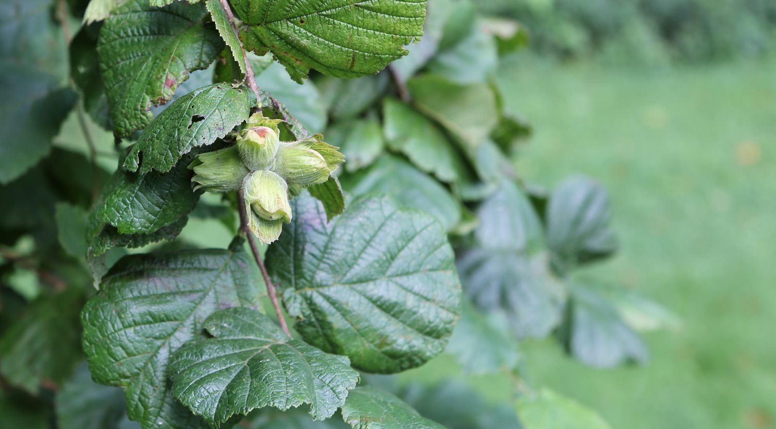 Hassel – Naturblokken