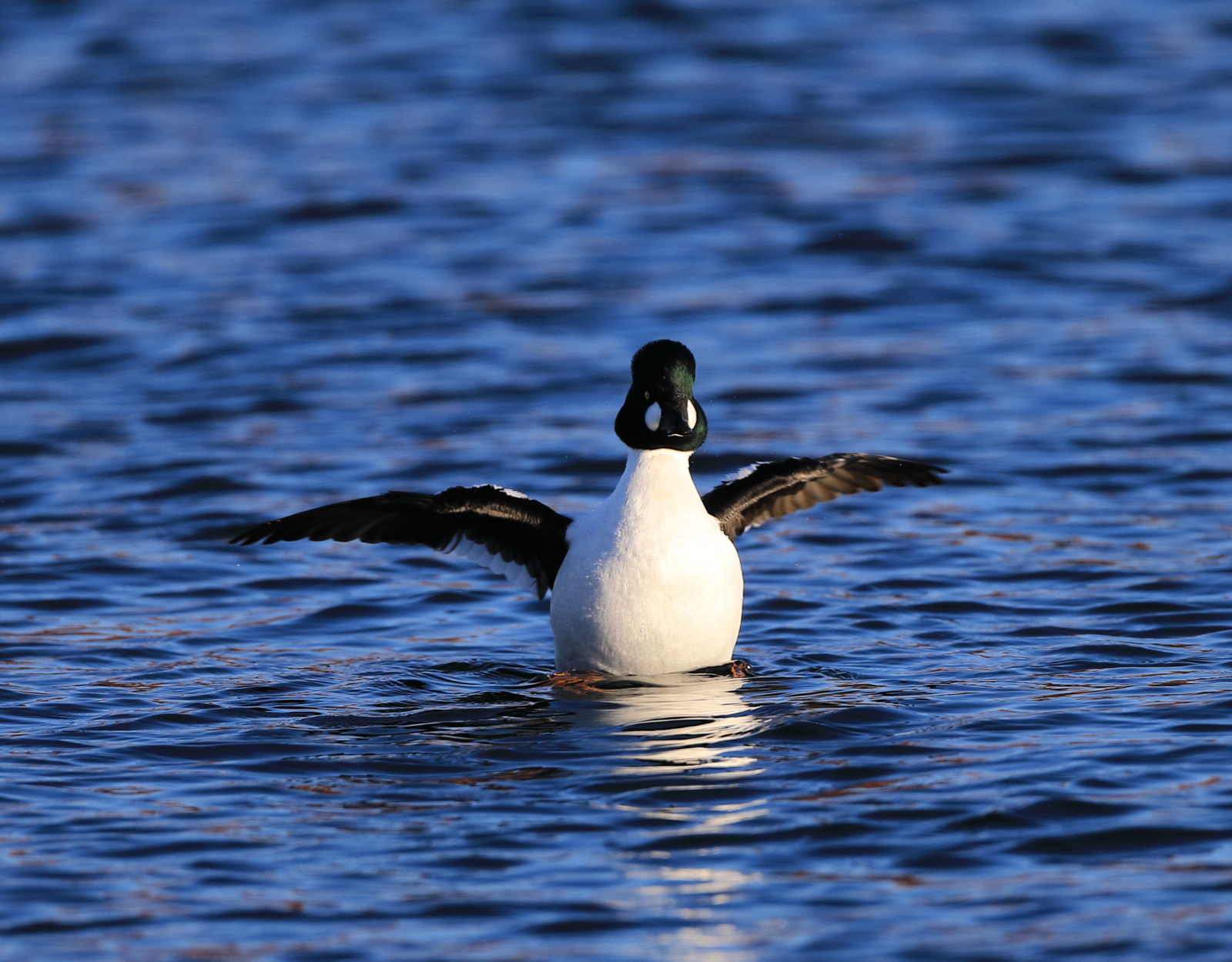 Hvinand – Naturblokken