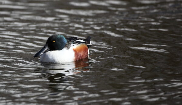 Skeand – Naturblokken