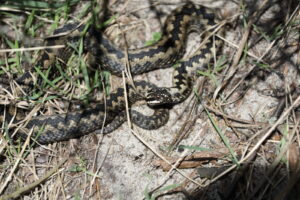 Hugorm eller Snog ? – Naturblokken