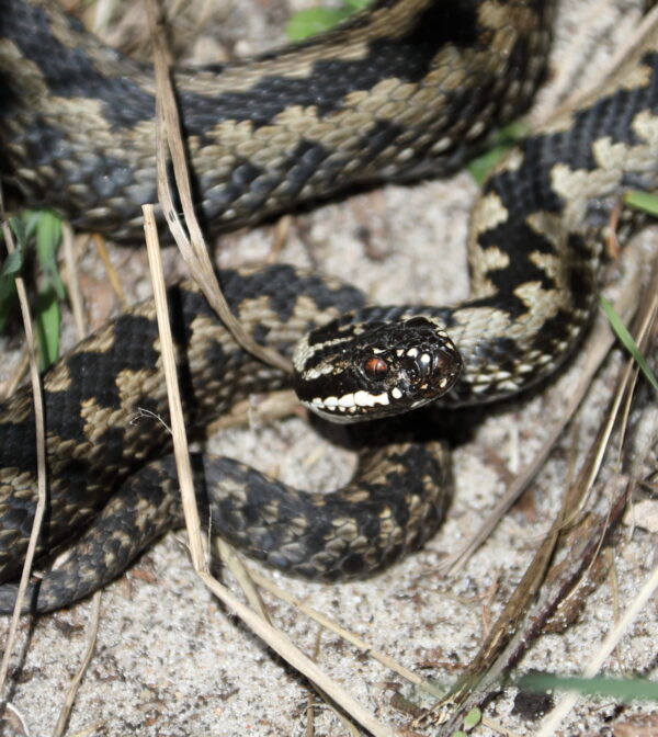 Hugorm eller Snog ? – Naturblokken