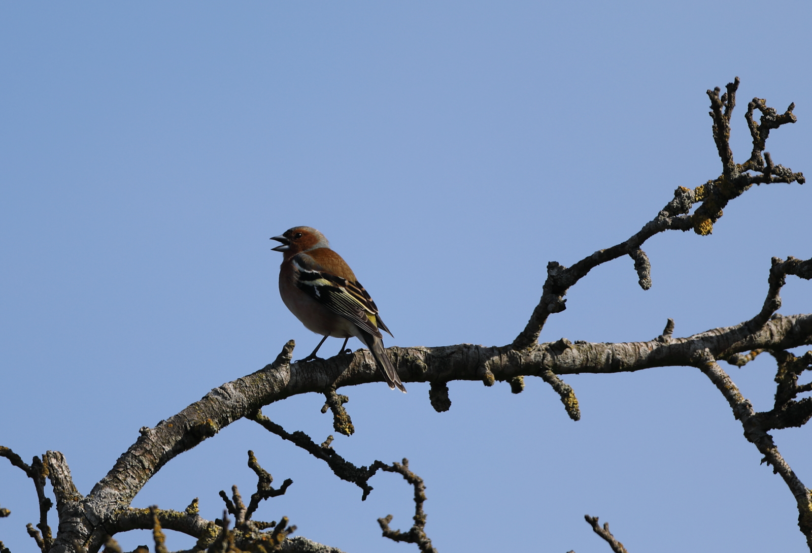 Bogfinke – Naturblokken