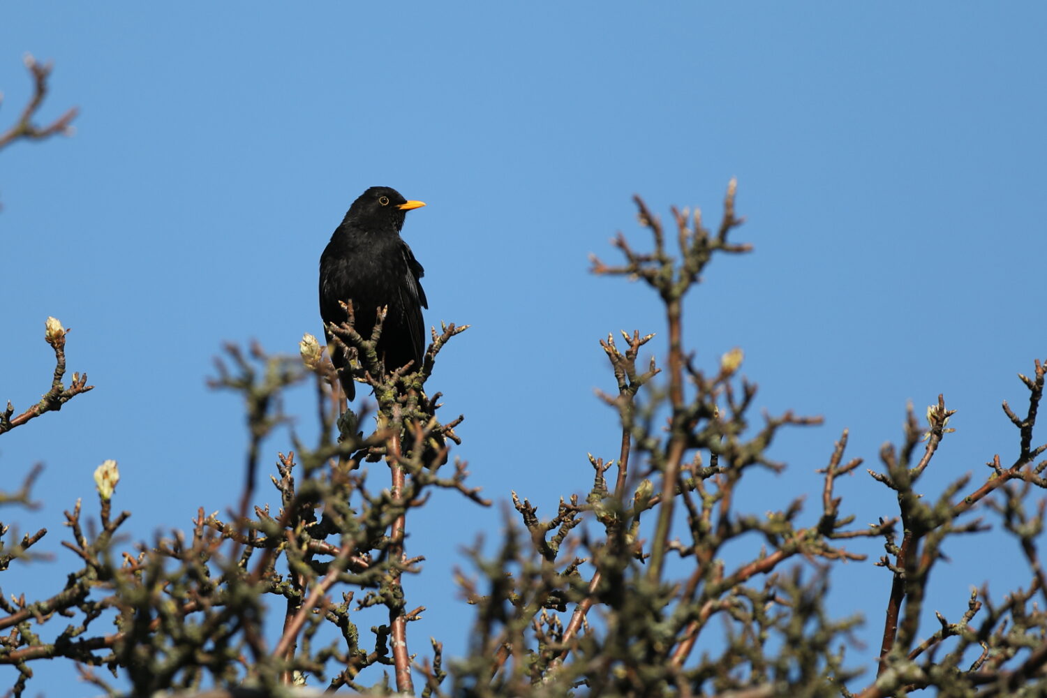 Februar – Naturblokken
