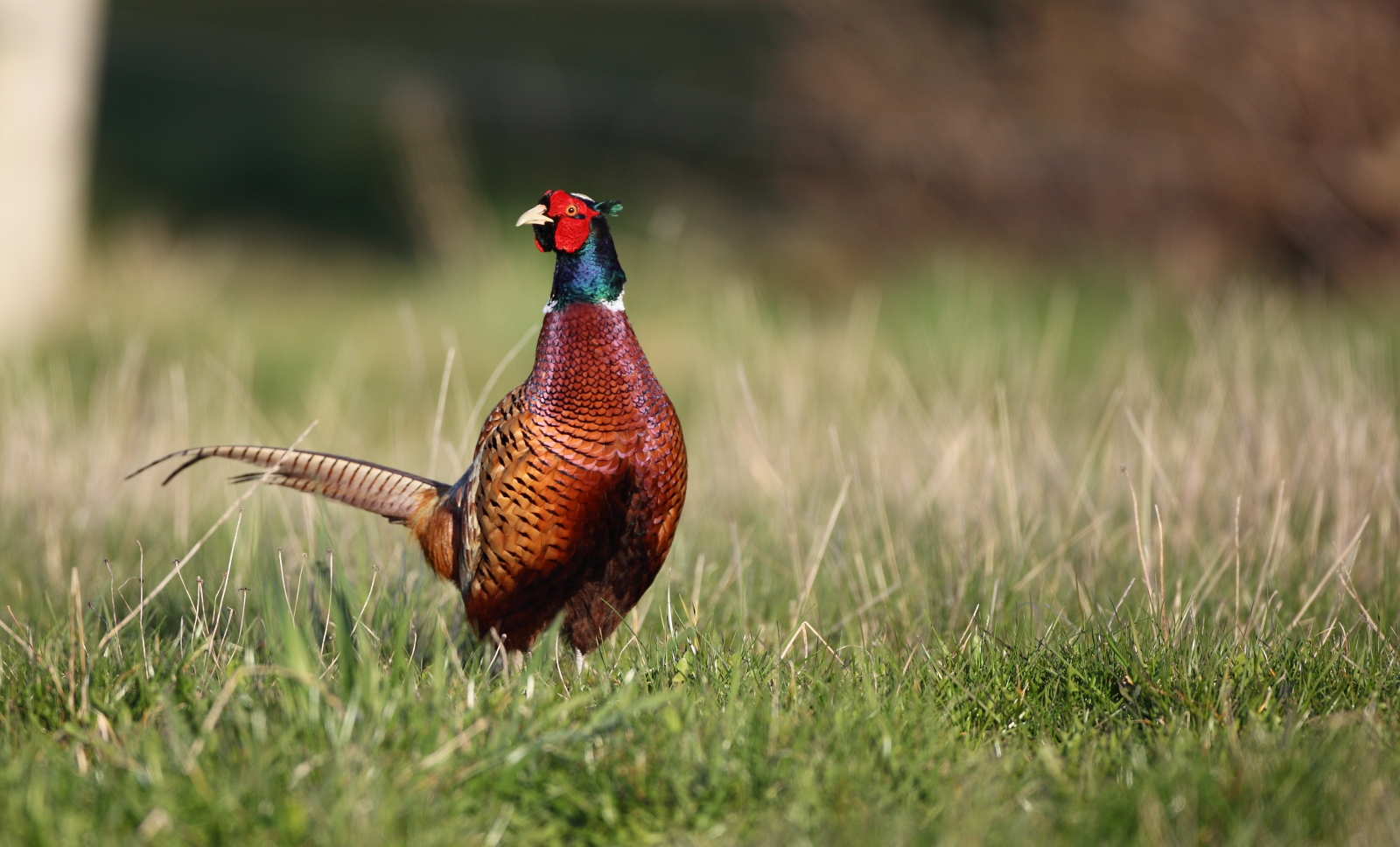 Fasanen og jagten på den. – Naturblokken