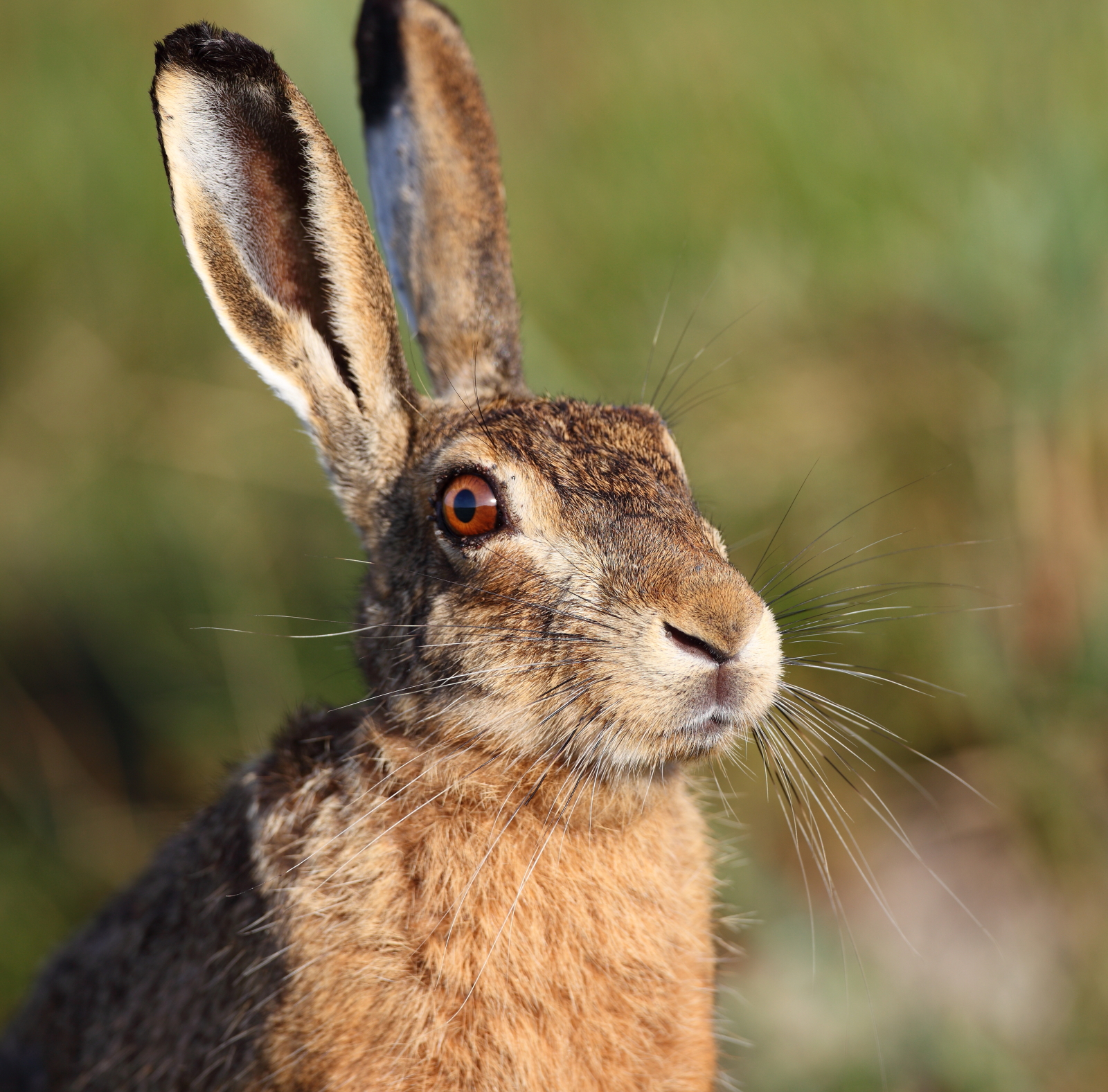 Haretramp – Naturblokken