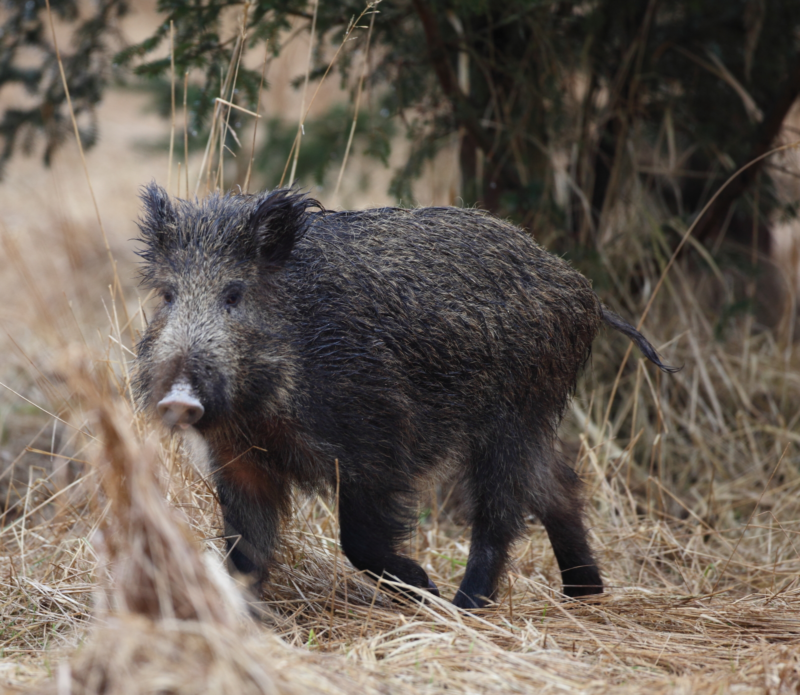 Vildsvin – Naturblokken