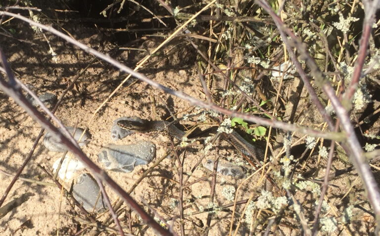 Hugorm – Naturblokken