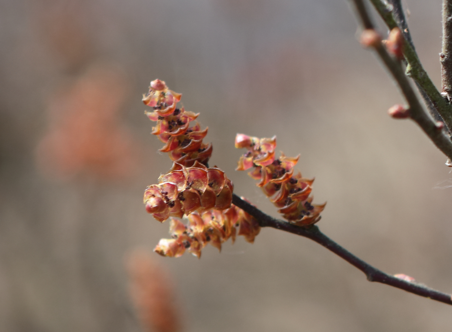 Porse – Naturblokken