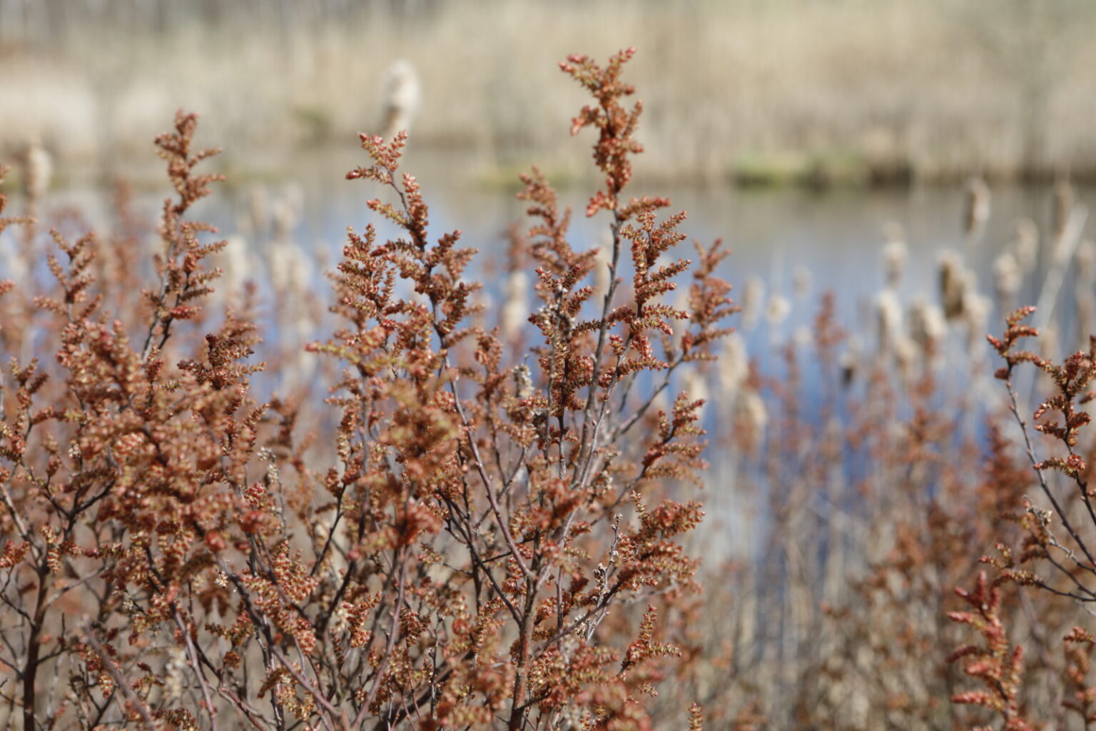 Porse – Naturblokken