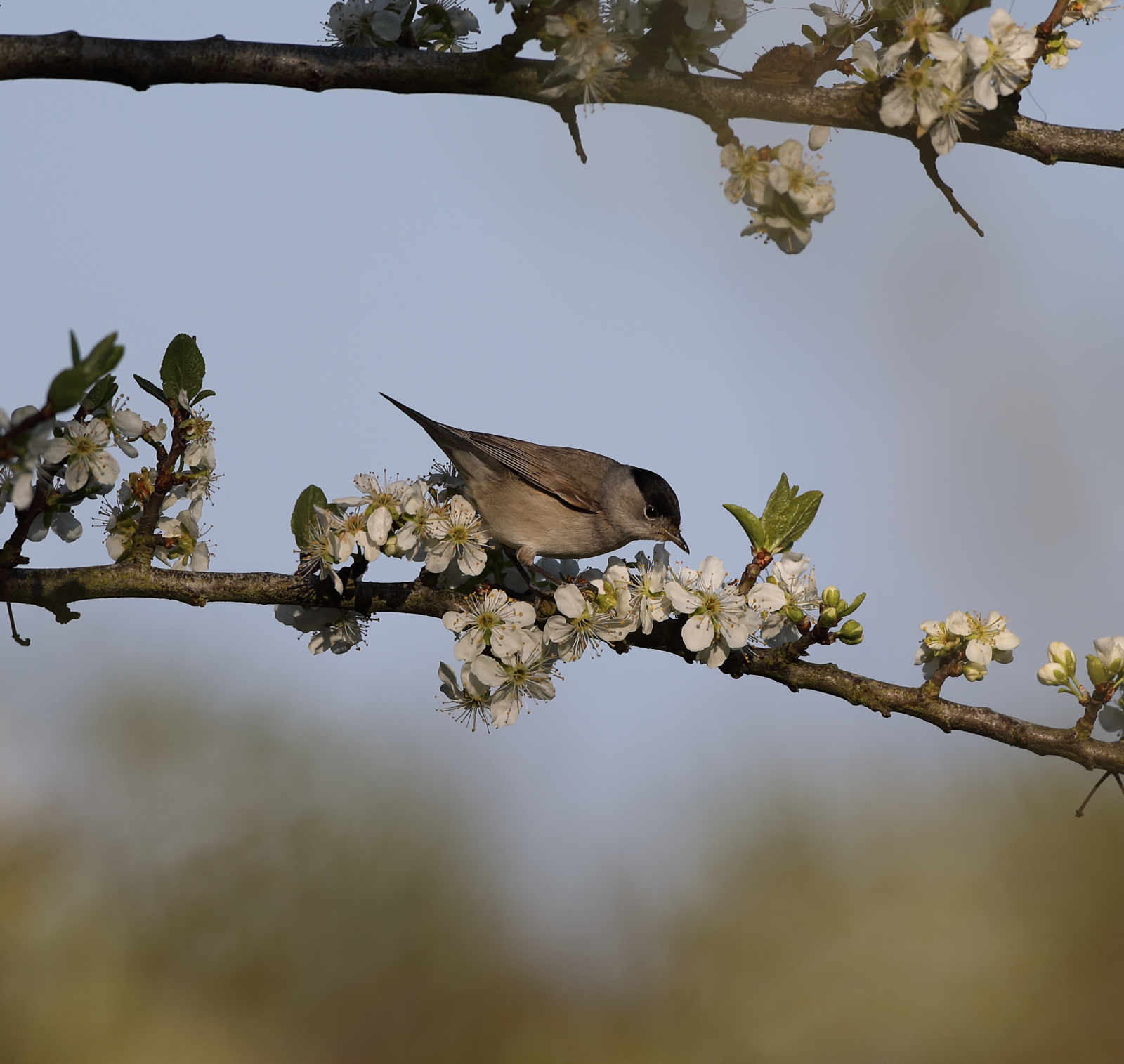 Munk – Naturblokken