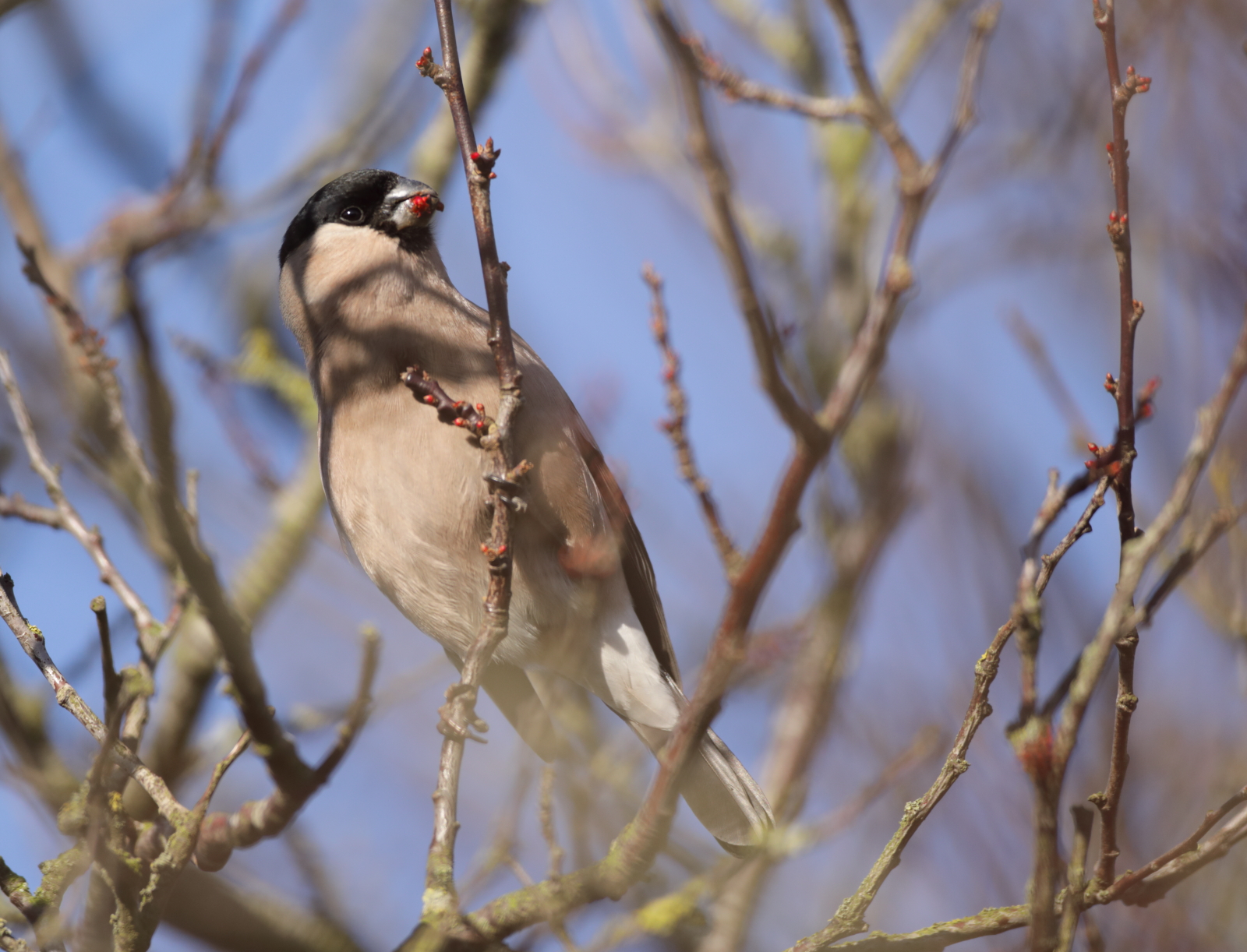 Dompap – Naturblokken