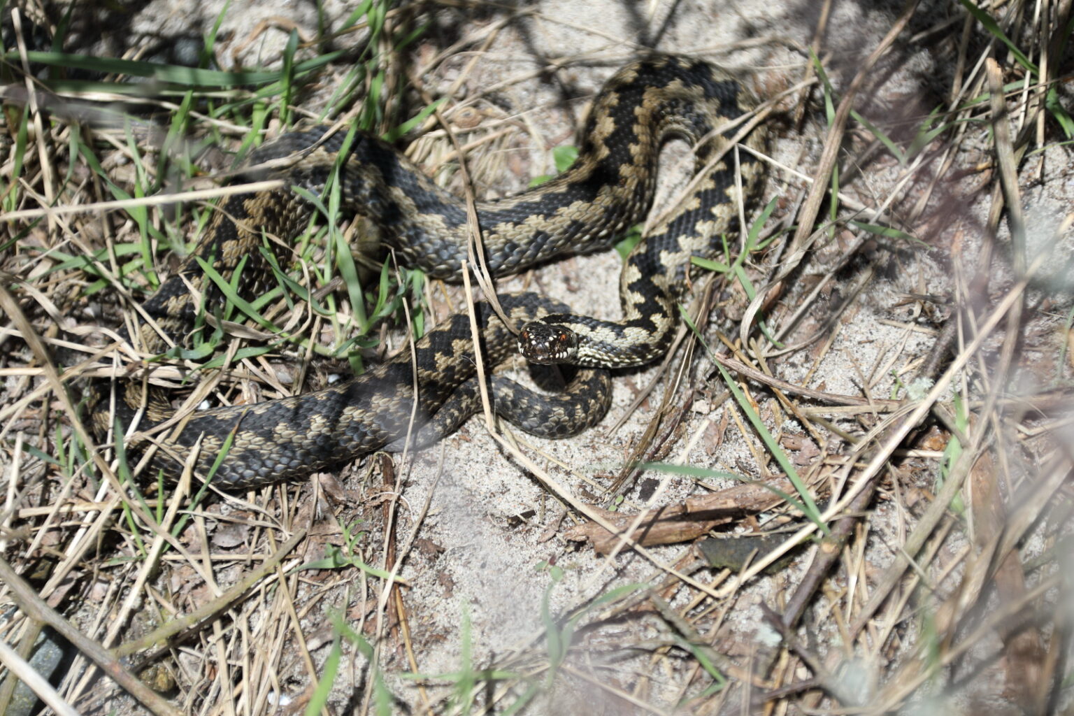 Hugorm – Naturblokken