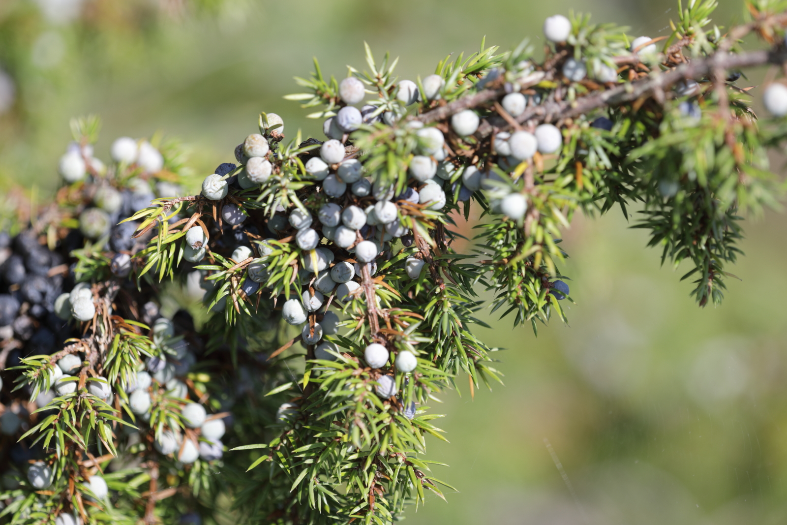 Enebær – Naturblokken