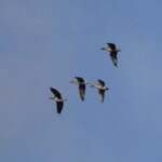 Gæs – Naturblokken