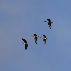 Gæs – Naturblokken