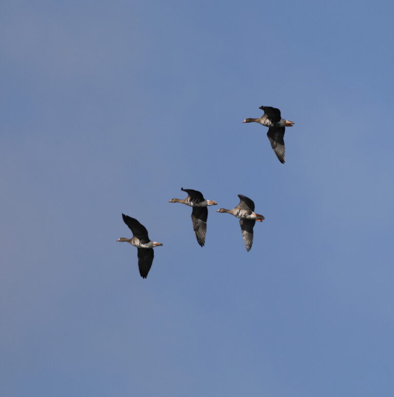 Gæs – Naturblokken