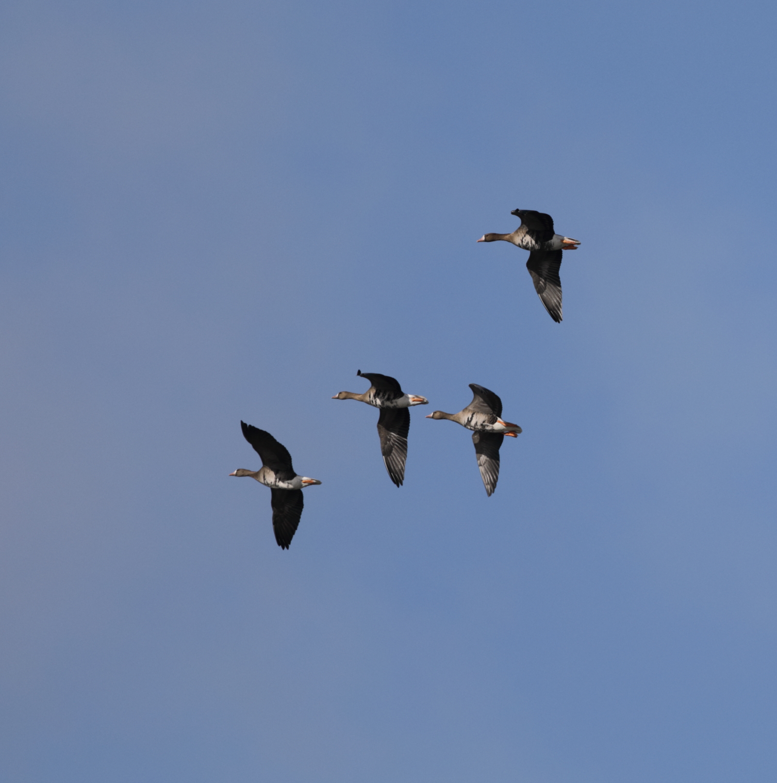 Gæs – Naturblokken