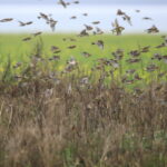 Opskrift med fasan, Tarteletter – Naturblokken