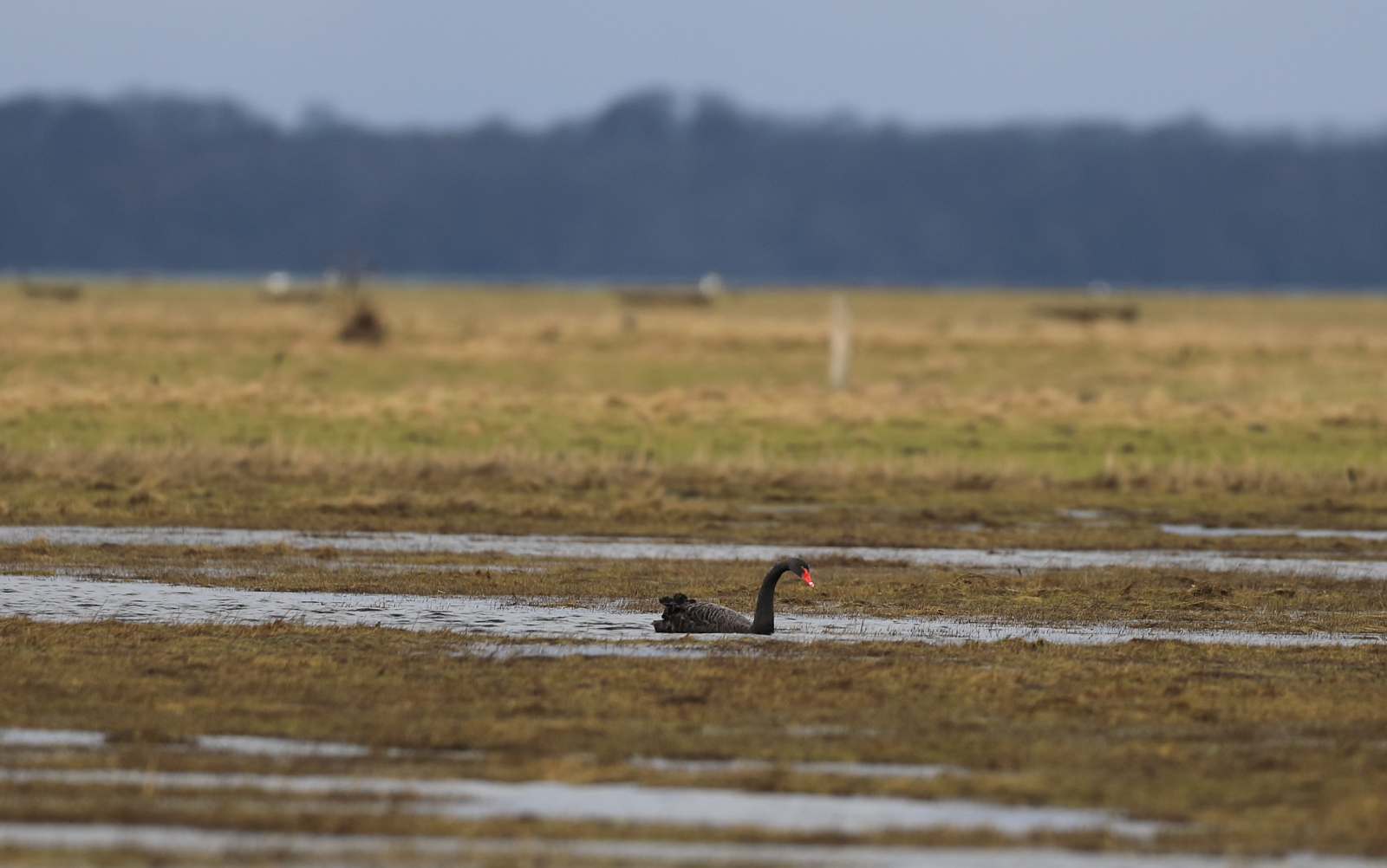 Svaner – Naturblokken