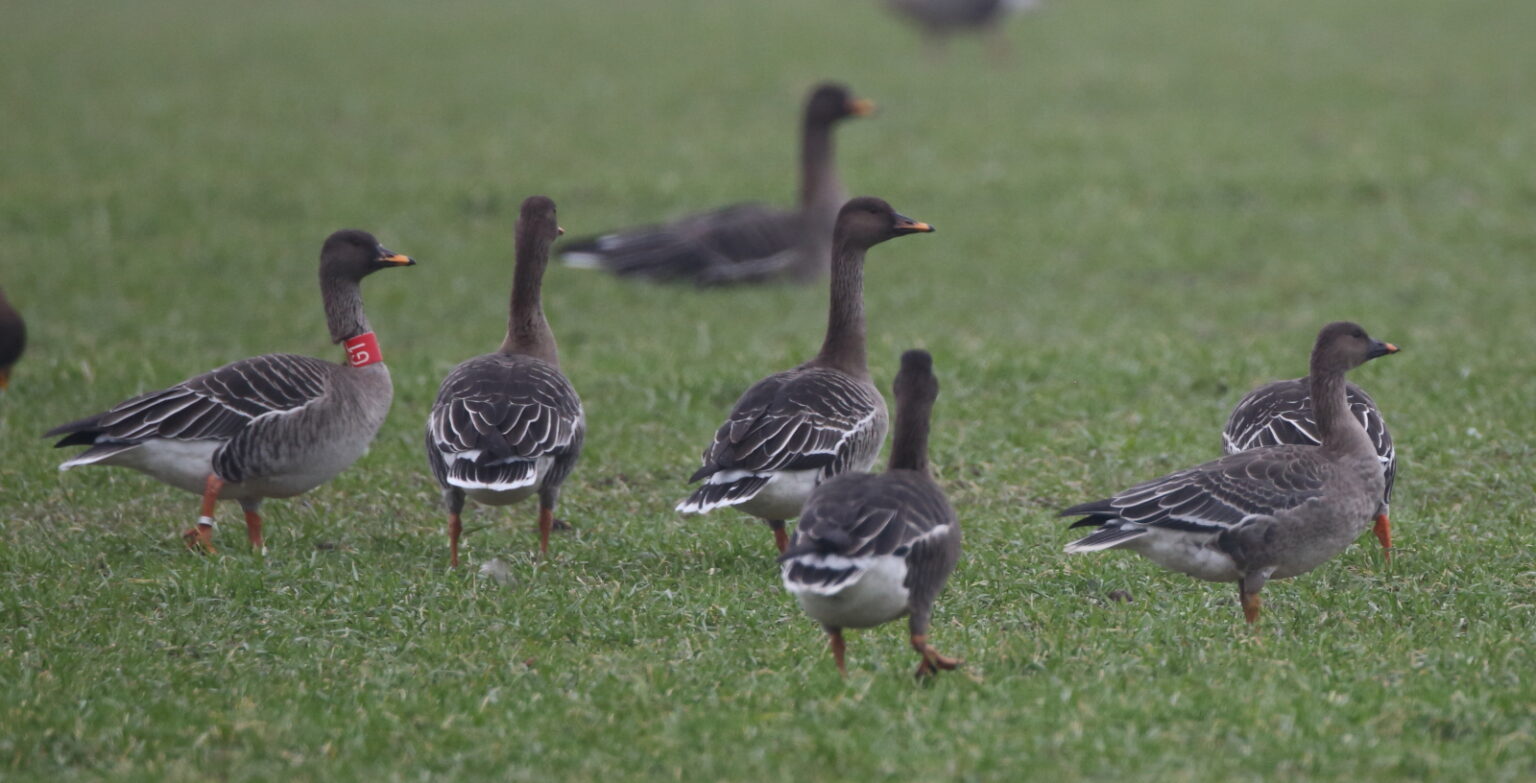 Gæs – Naturblokken