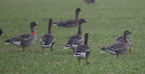 Gæs – Naturblokken